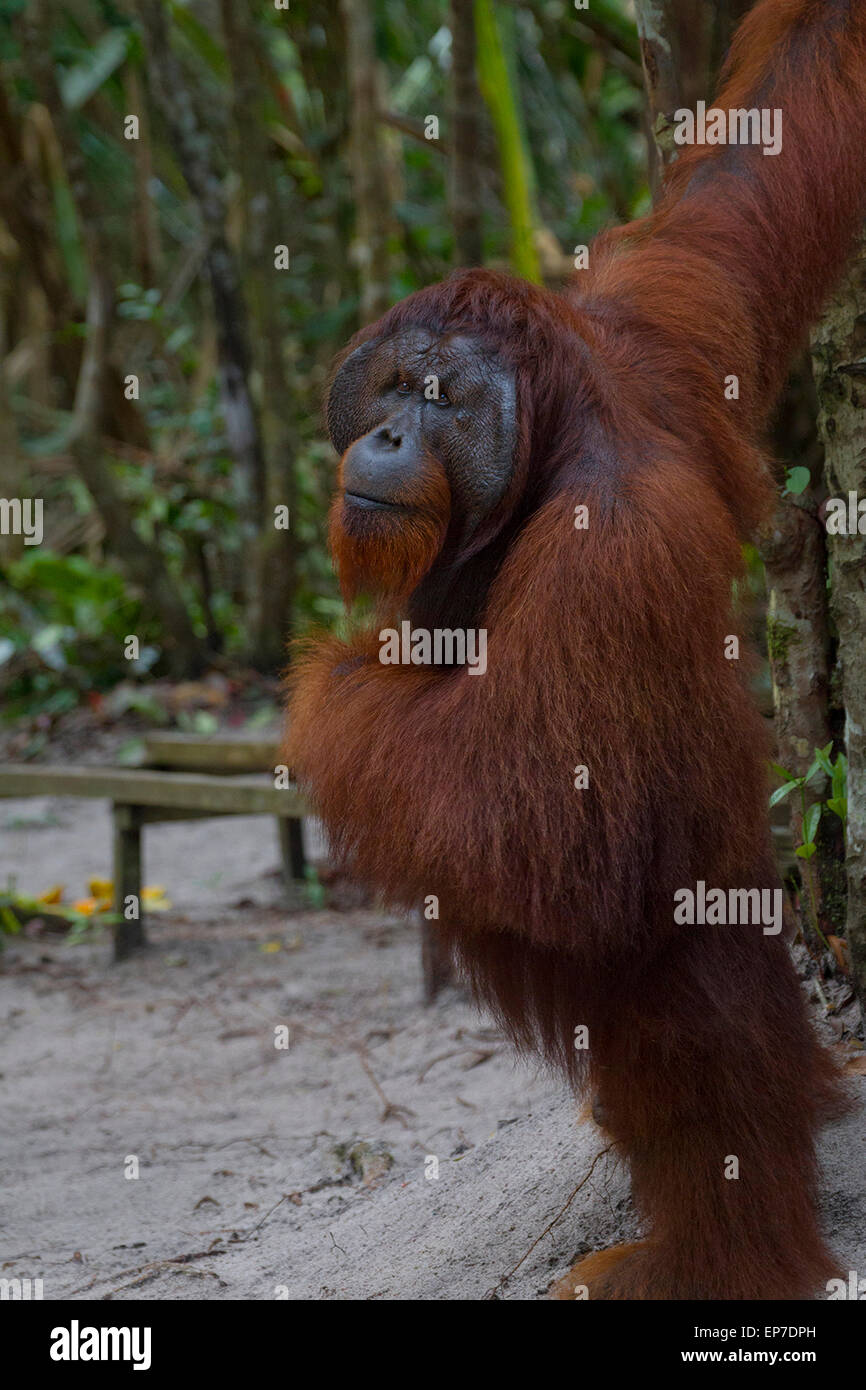 Large Orangutan with cheek pads Stock Photo - Alamy