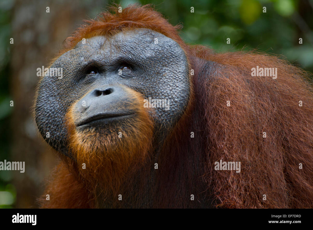 Borneo orangutan male hi-res stock photography and images - Alamy
