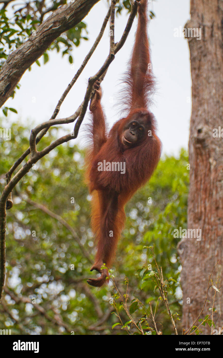 Female orangutan hi-res stock photography and images - Alamy