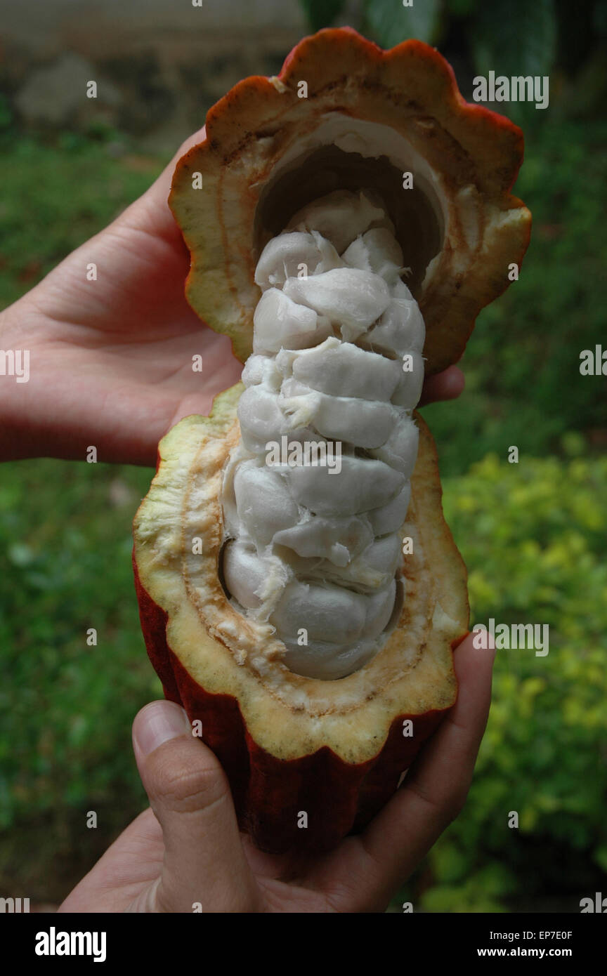 Ilheus, Brazil: cocoa fruit at CEPLAC plantation Stock Photo - Alamy