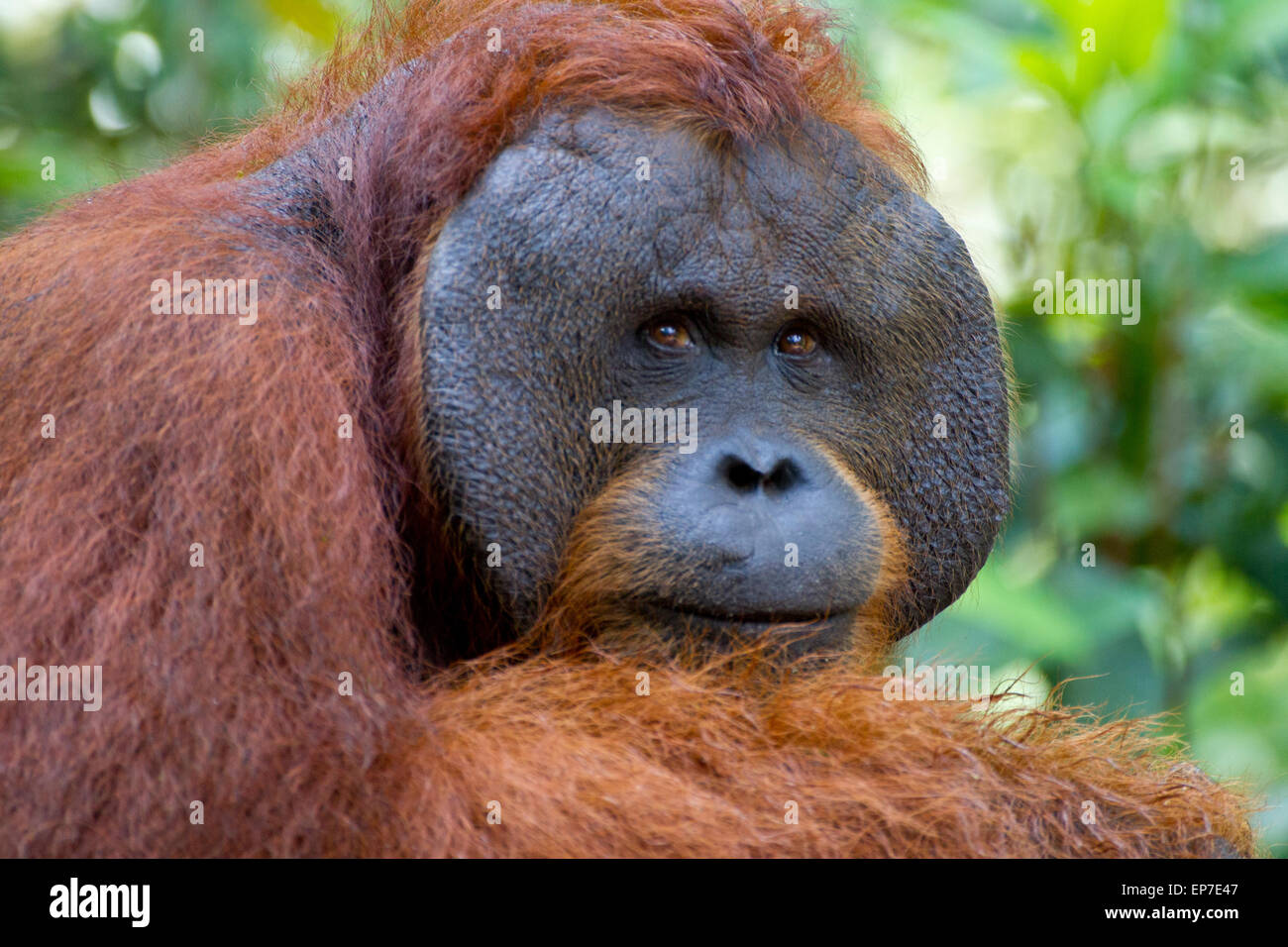 Large Orangutan with cheek pads Stock Photo - Alamy