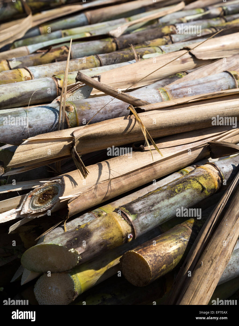 Sugarcane Production Plant High Resolution Stock Photography and Images ...