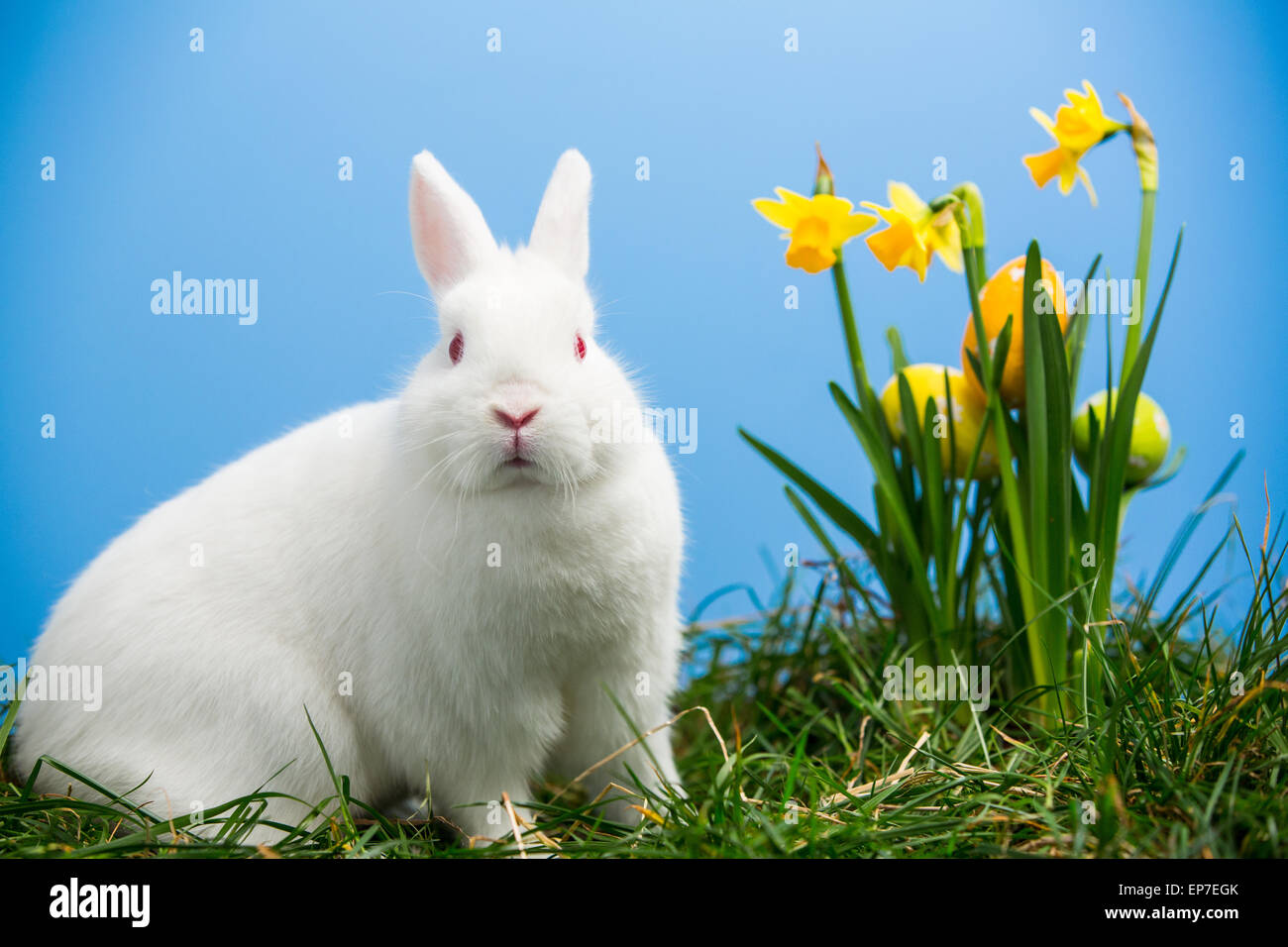 White fluffy bunny sitting beside daffodils with easter eggs Stock ...