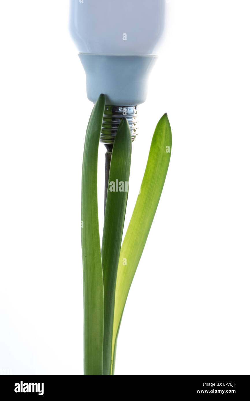 Economic light bulb growing from a green plant Stock Photo - Alamy