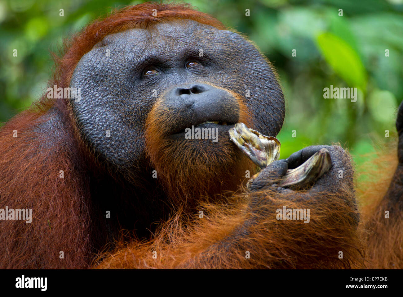 Large Orangutan with cheek pads Eating Banana Stock Photo - Alamy
