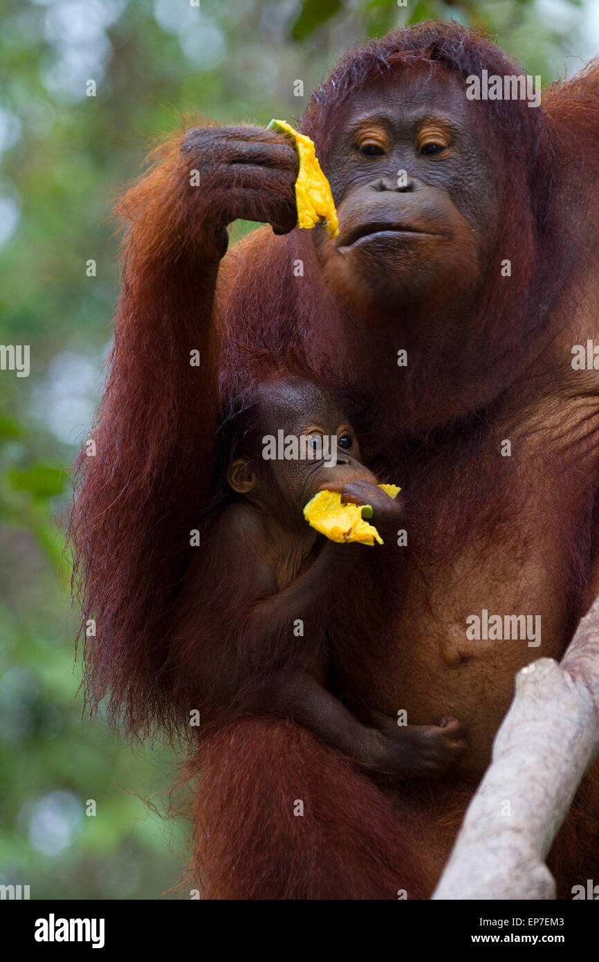 Child eating a mango hi-res stock photography and images - Alamy