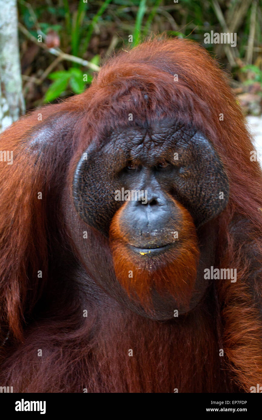 Large Orangutan with cheek pads Stock Photo - Alamy