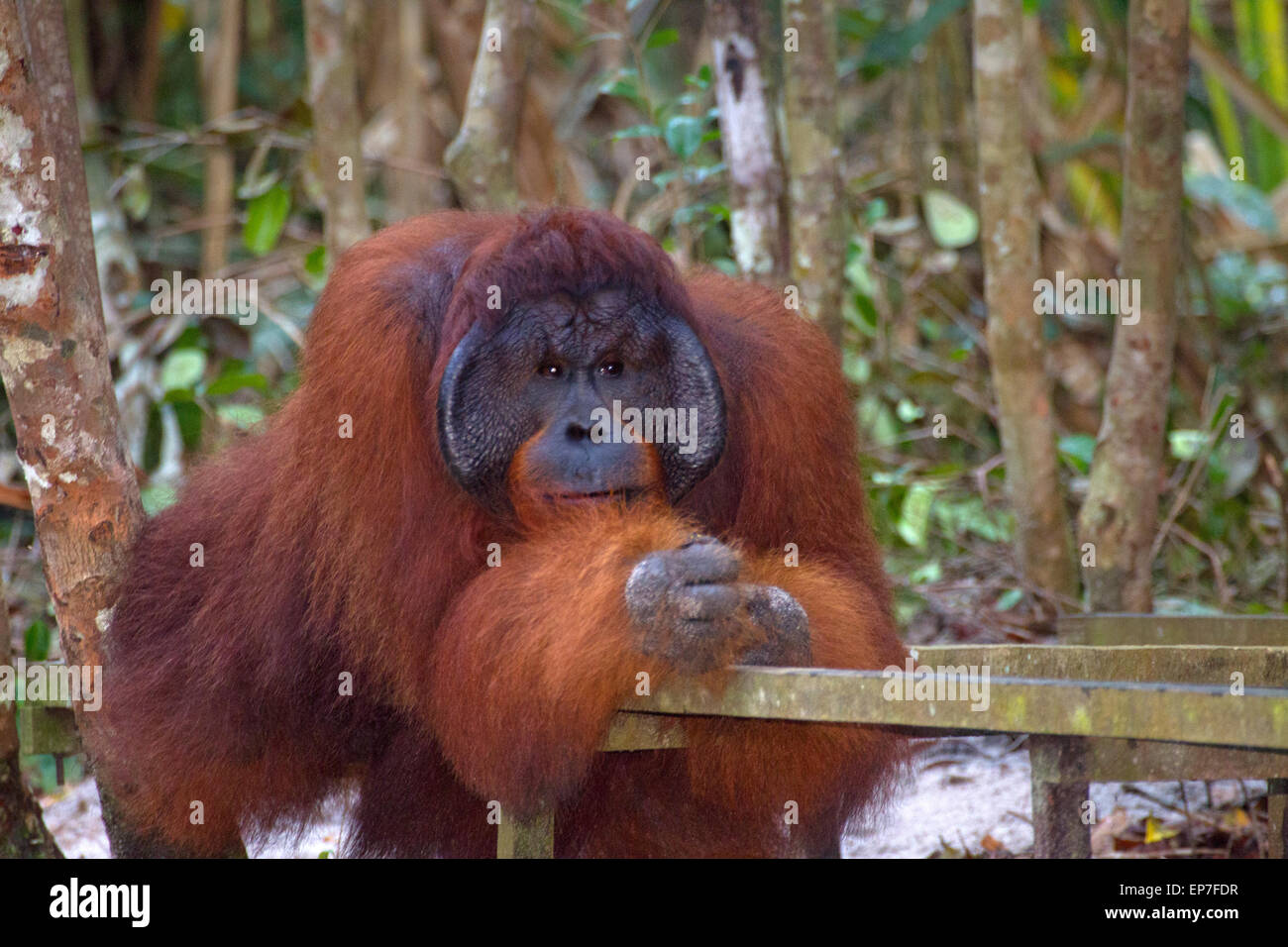 Large Orangutan with cheek pads Stock Photo - Alamy