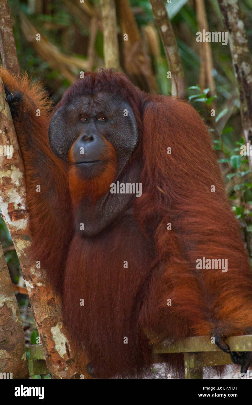 Large Orangutan with cheek pads Stock Photo - Alamy