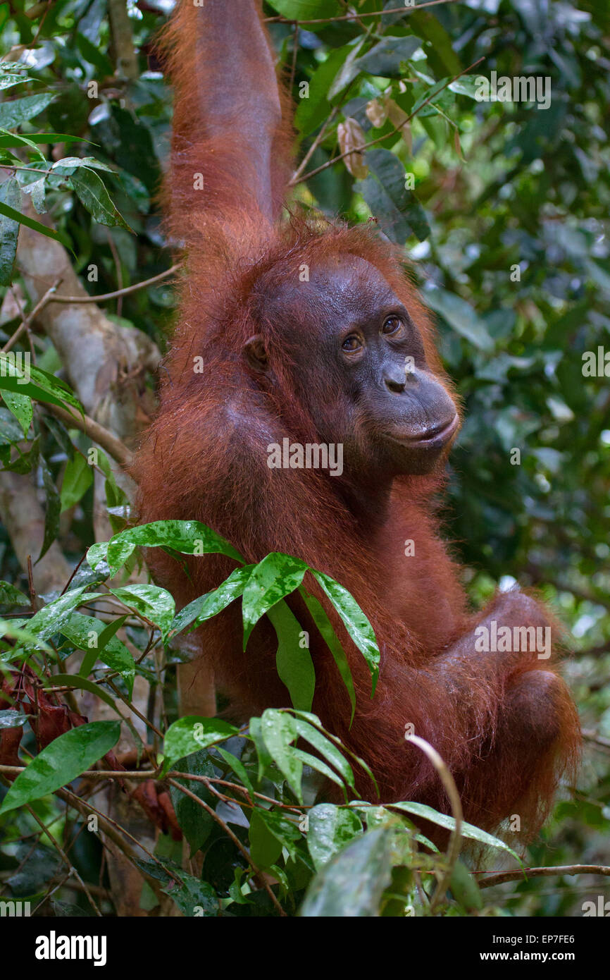 Female orangutan hi-res stock photography and images - Alamy