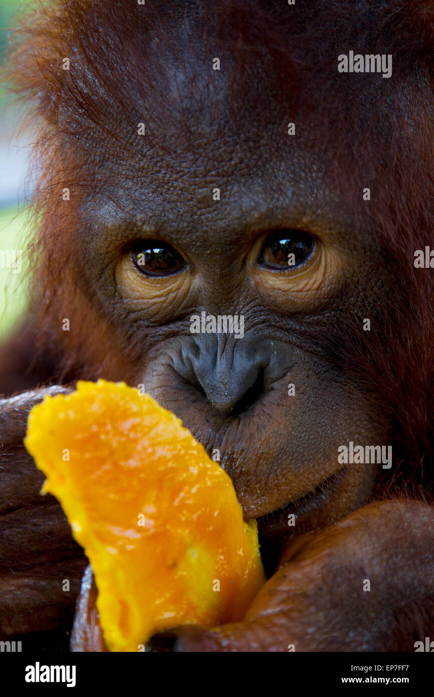 Baby orangutan eating mango hi-res stock photography and images - Alamy