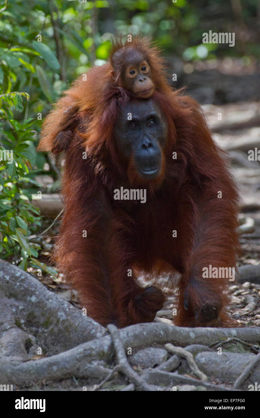 Back of baby orangutan hi-res stock photography and images - Alamy