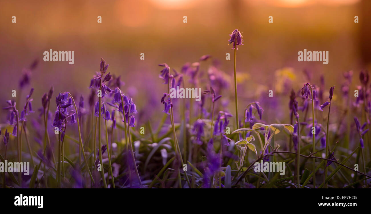 Bluebells in sunset Stock Photo - Alamy