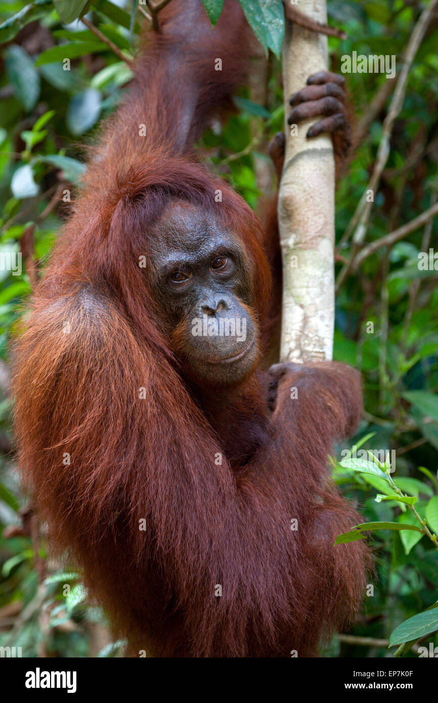 Female Orangutan in Borneo Stock Photo - Alamy