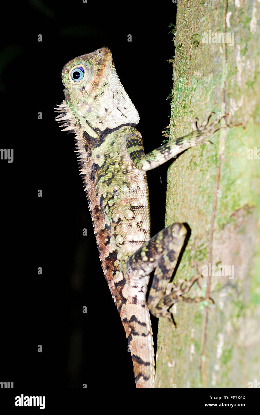 Acanthosaura hi-res stock photography and images - Alamy