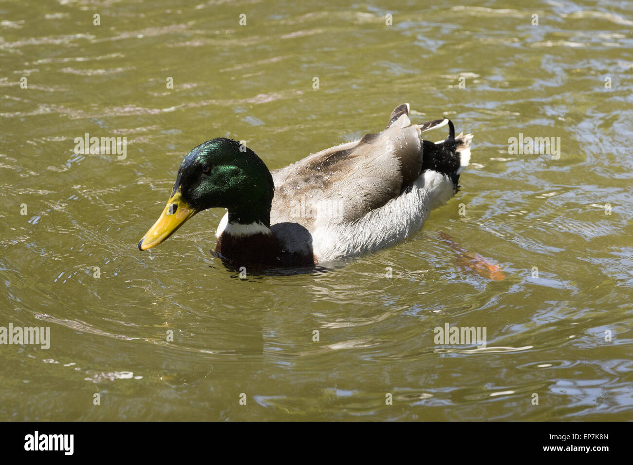 Male mallard duck Stock Photo - Alamy
