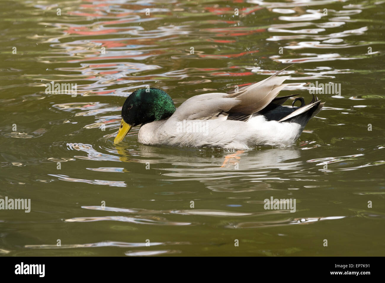Male mallard duck Stock Photo - Alamy