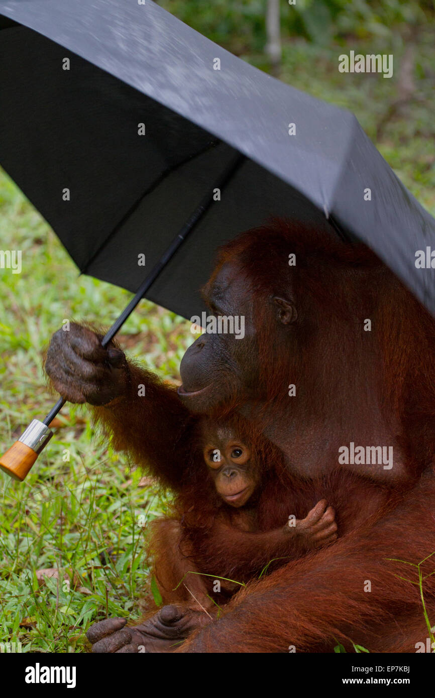 Mother Orangutan Steals Umbrella to Protect Baby Stock Photo - Alamy