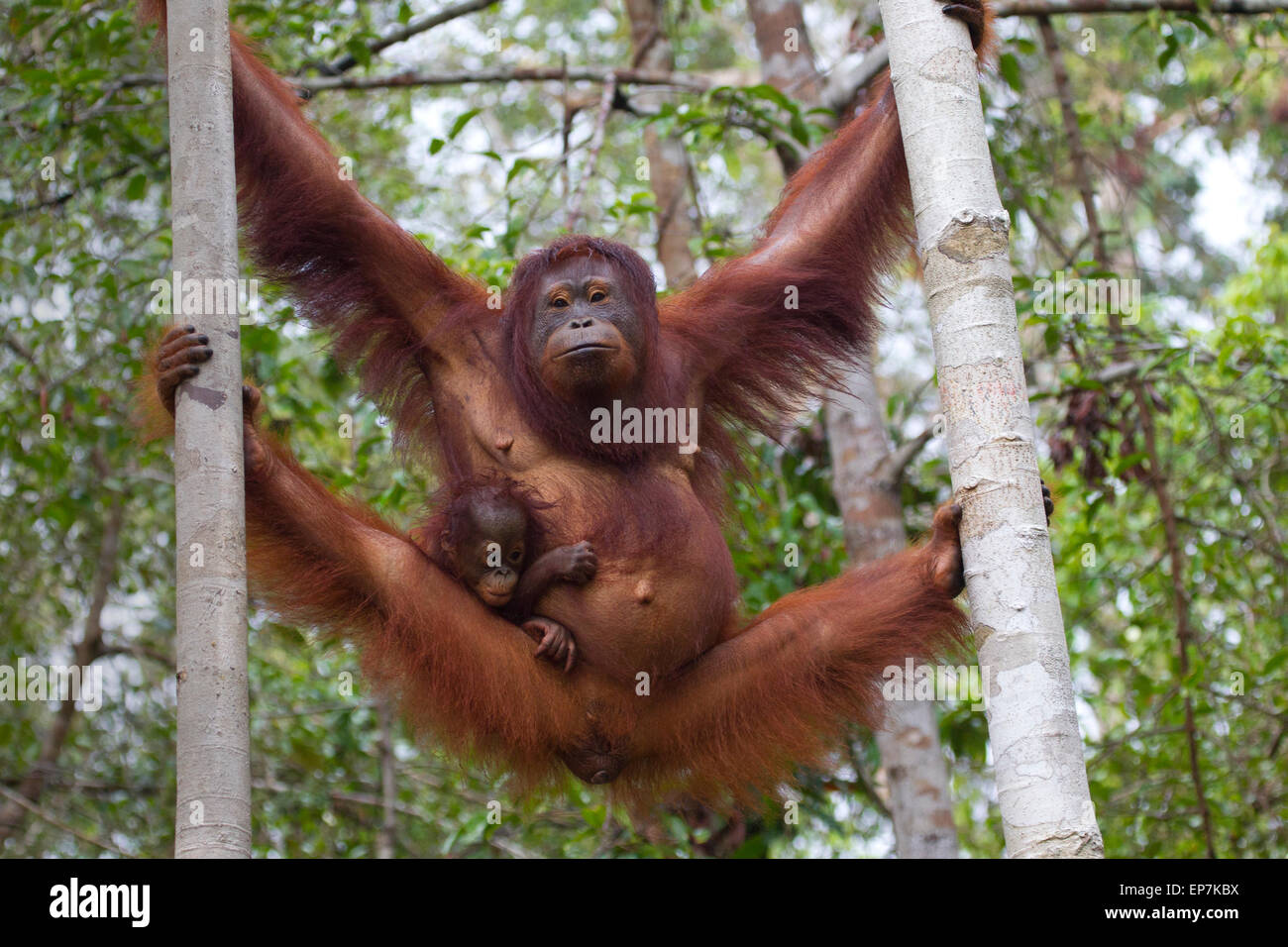 Mother and Baby Orangutan's Family Behavior Stock Photo - Alamy