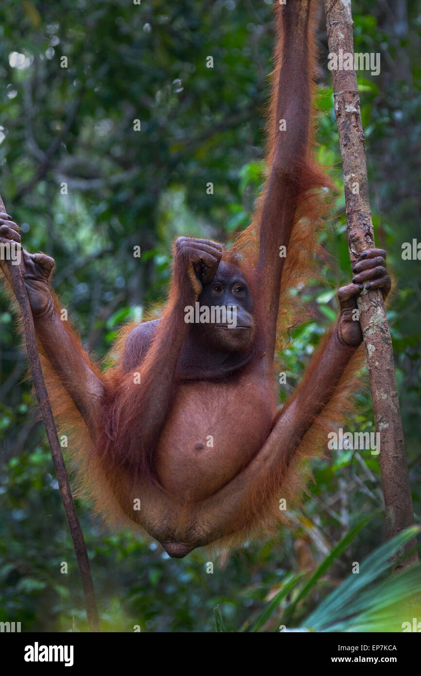Female orangutan hi-res stock photography and images - Alamy