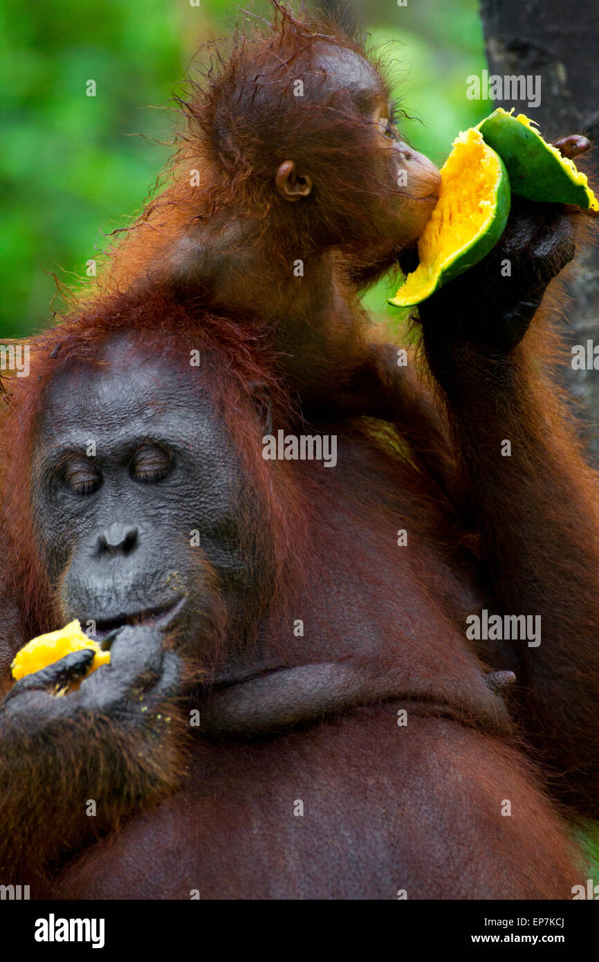 Mother and Baby Orangutan's Family Behavior Stock Photo - Alamy