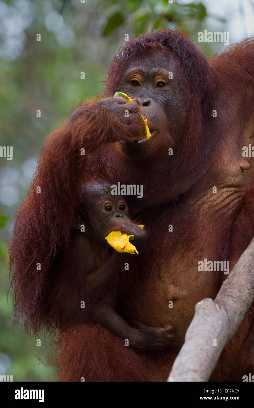 Baby orangutan mother hi-res stock photography and images - Alamy