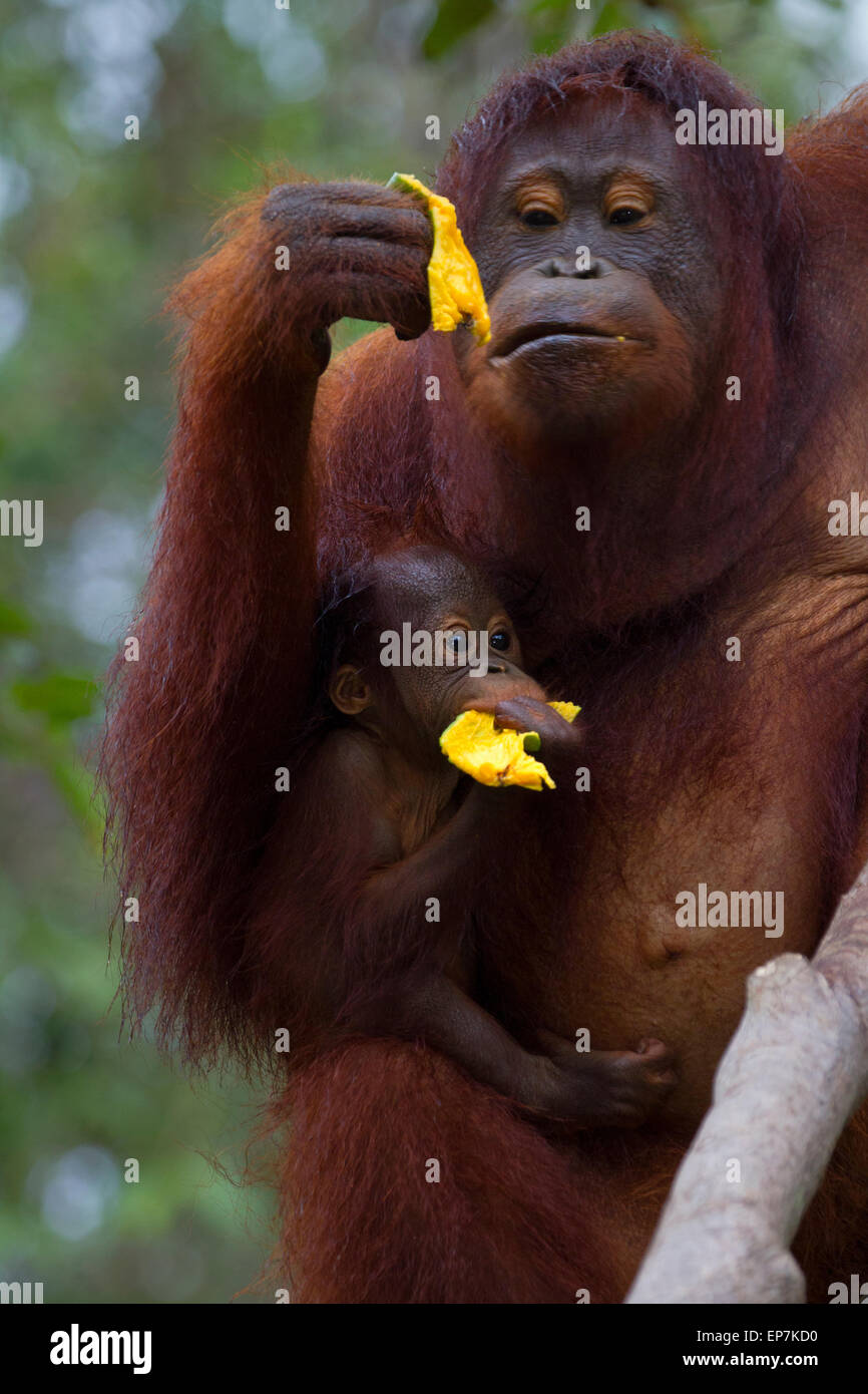 Mother and Baby Orangutan's Family Behavior Stock Photo - Alamy