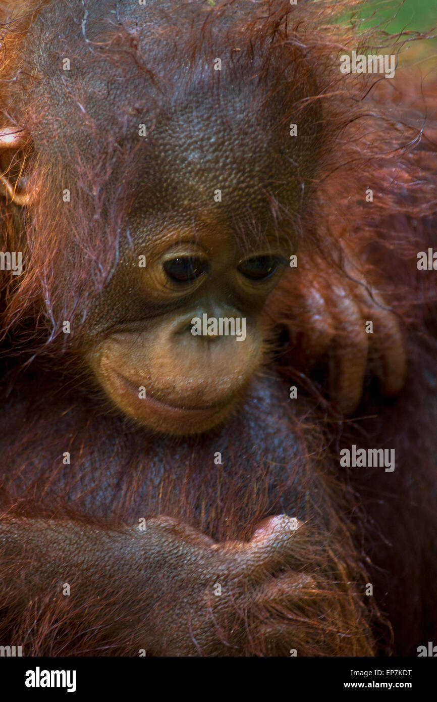Back of baby orangutan hi-res stock photography and images - Alamy