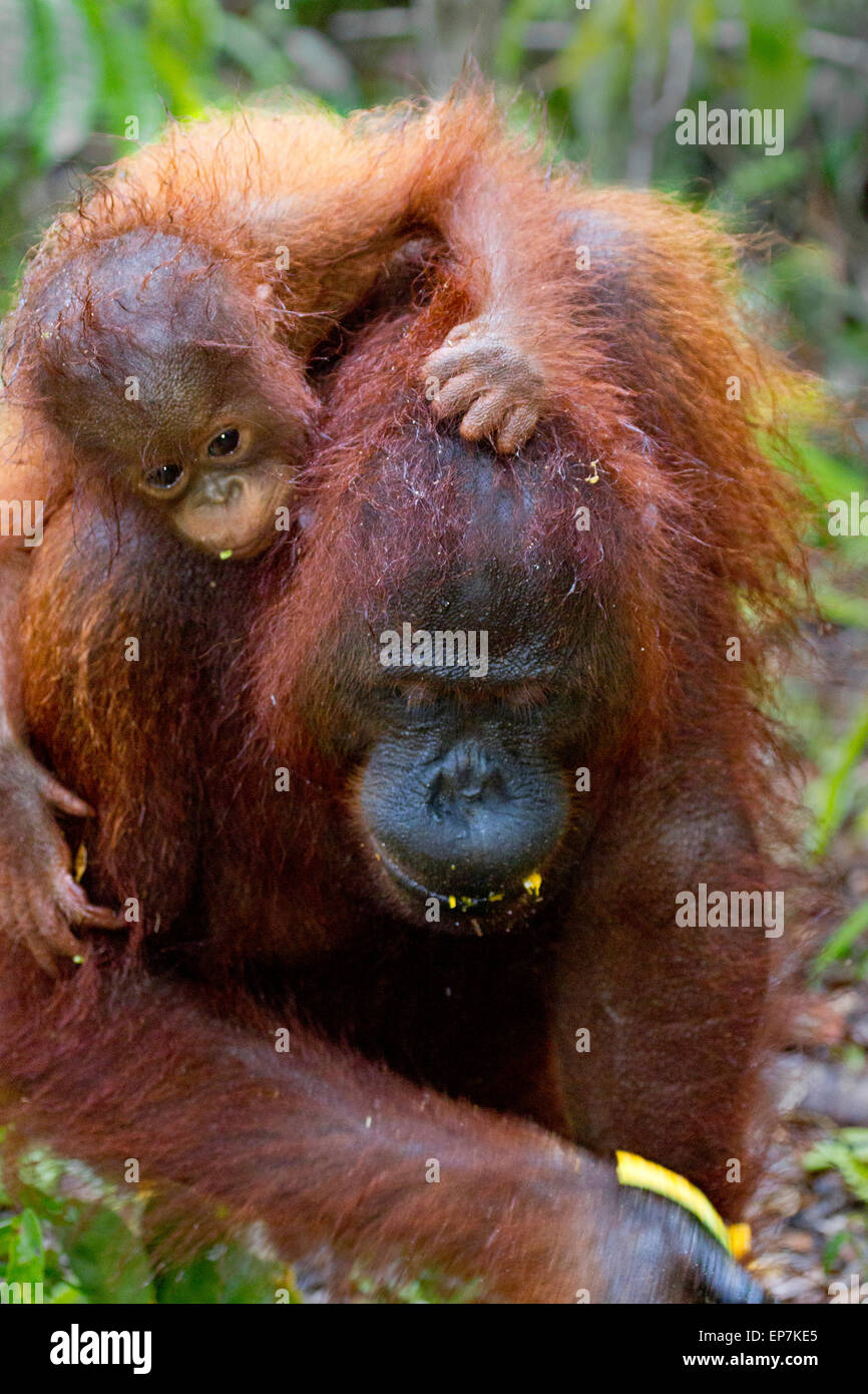 Mother and baby orangutan hi-res stock photography and images - Alamy