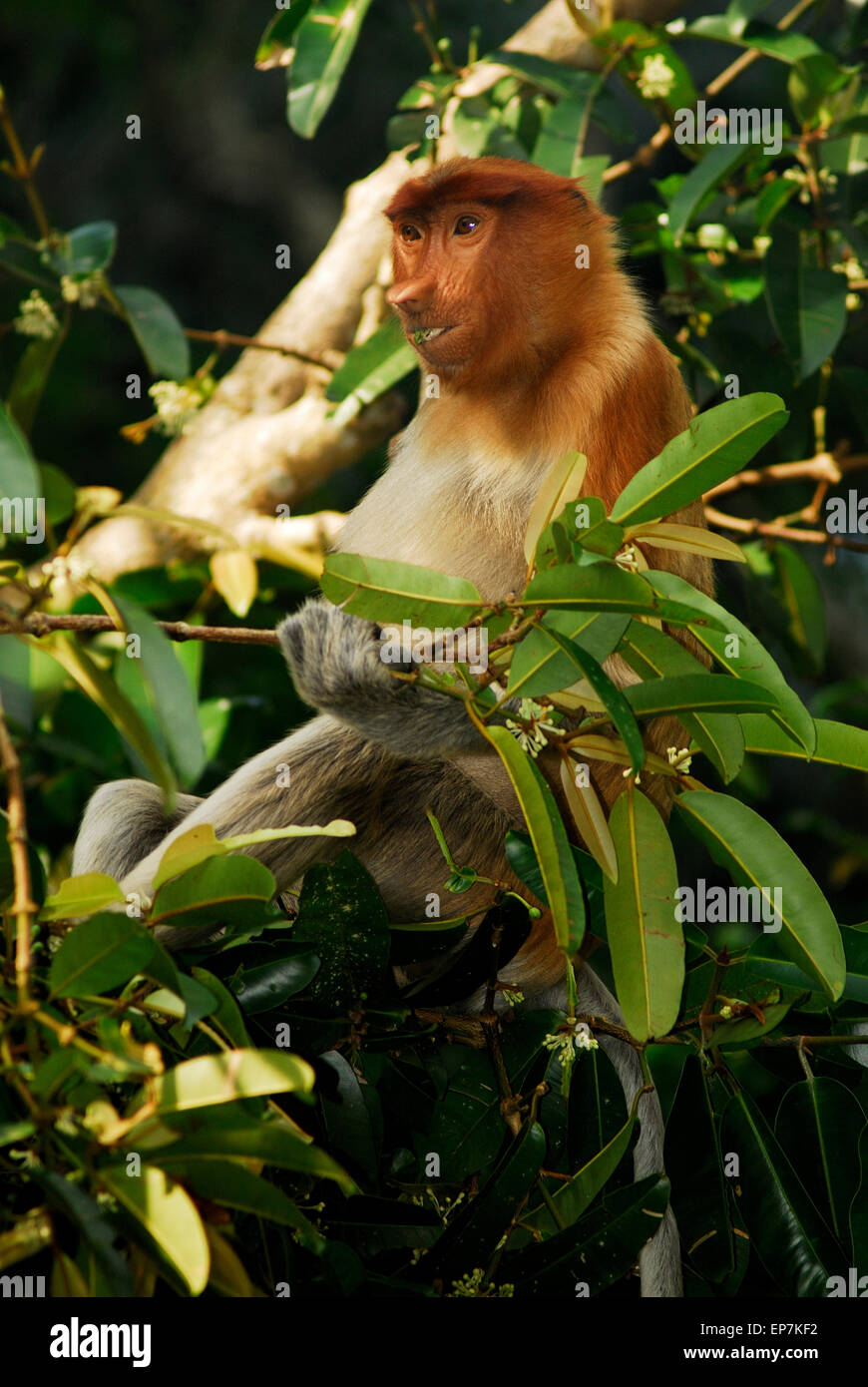 Proboscis monkey in the rainforest in bako national park hi-res stock ...