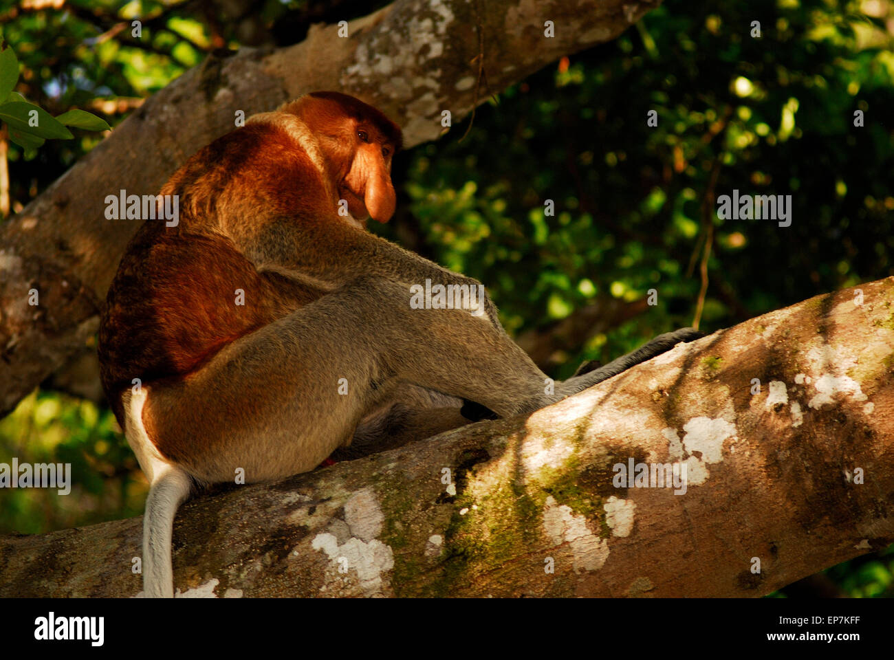Rainforest leaves sarawak malaysia hi-res stock photography and images ...
