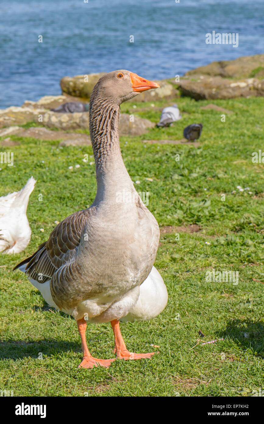 geese in a garden of roma, EUR lake Stock Photo - Alamy