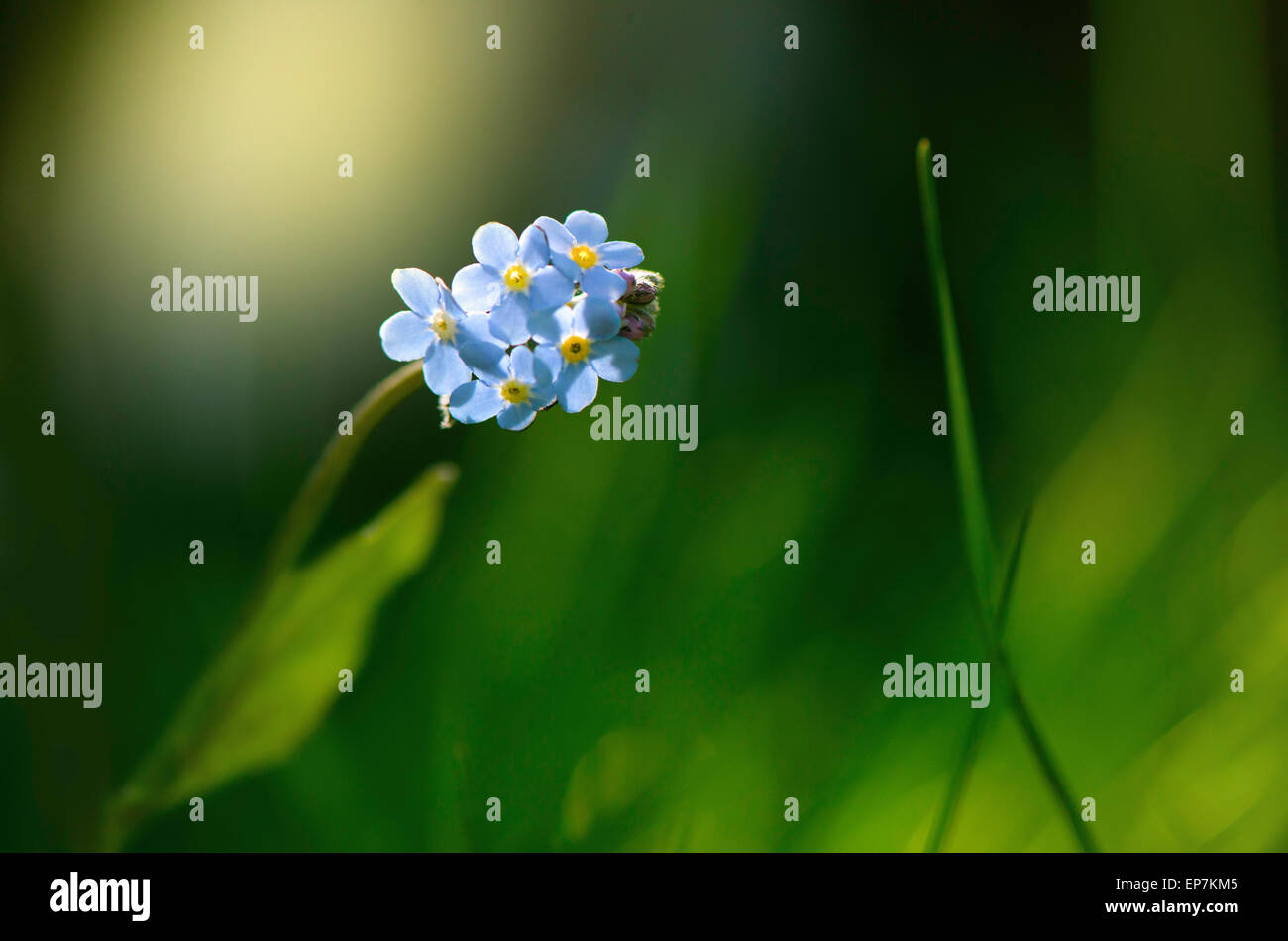 Blue flowers of forget-me-not Stock Photo - Alamy