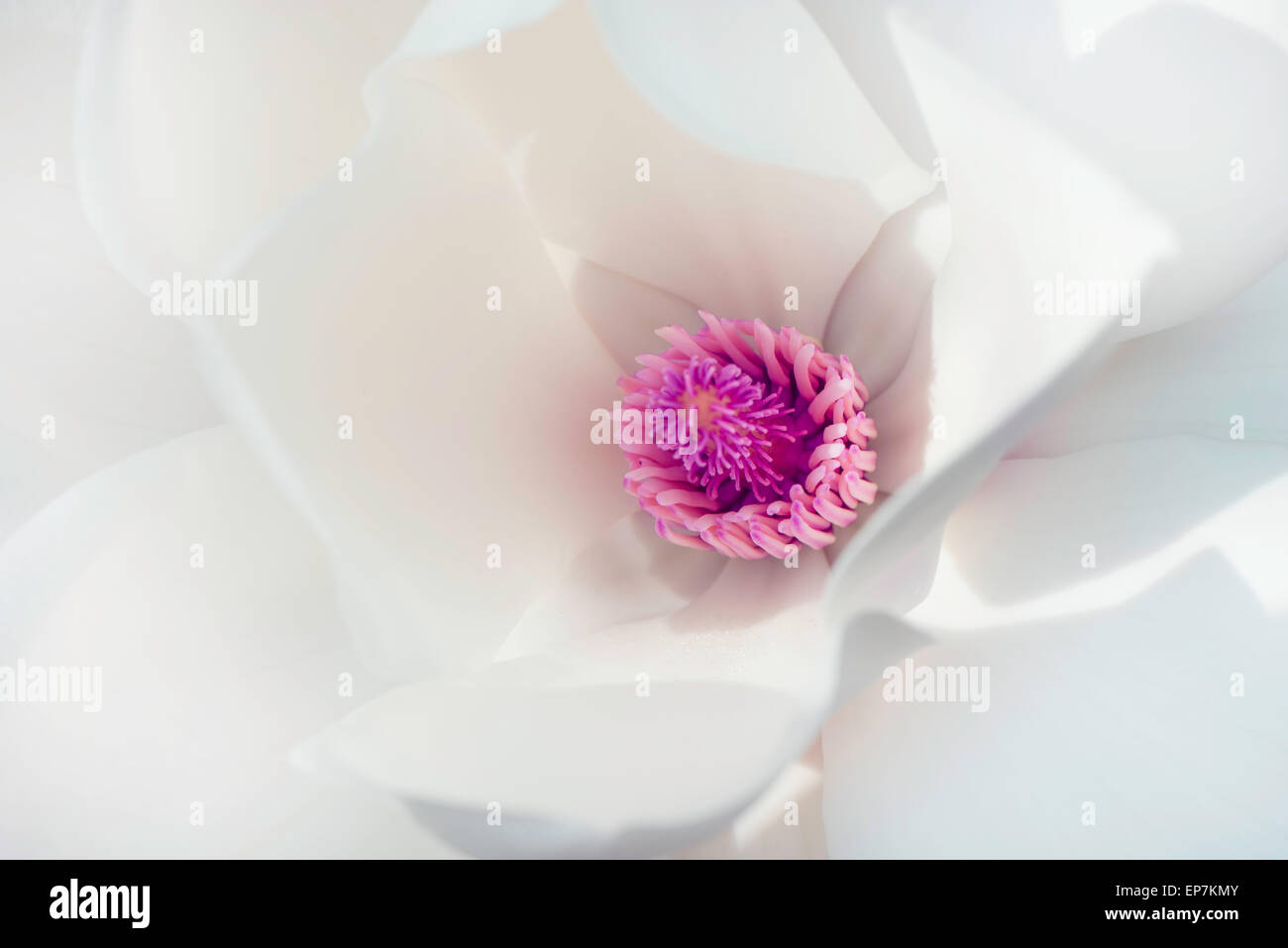 Magnolia Flower Close High Resolution Stock Photography and Images - Alamy