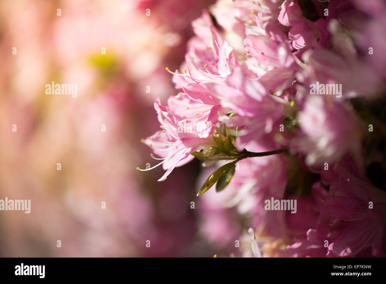 Beautiful pink azalea Stock Photo - Alamy