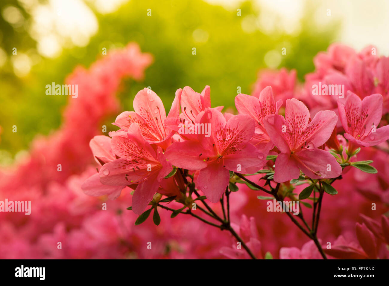 Red azalea hi-res stock photography and images - Alamy