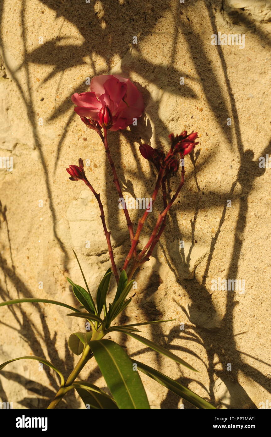 Rose shade hi-res stock photography and images - Alamy