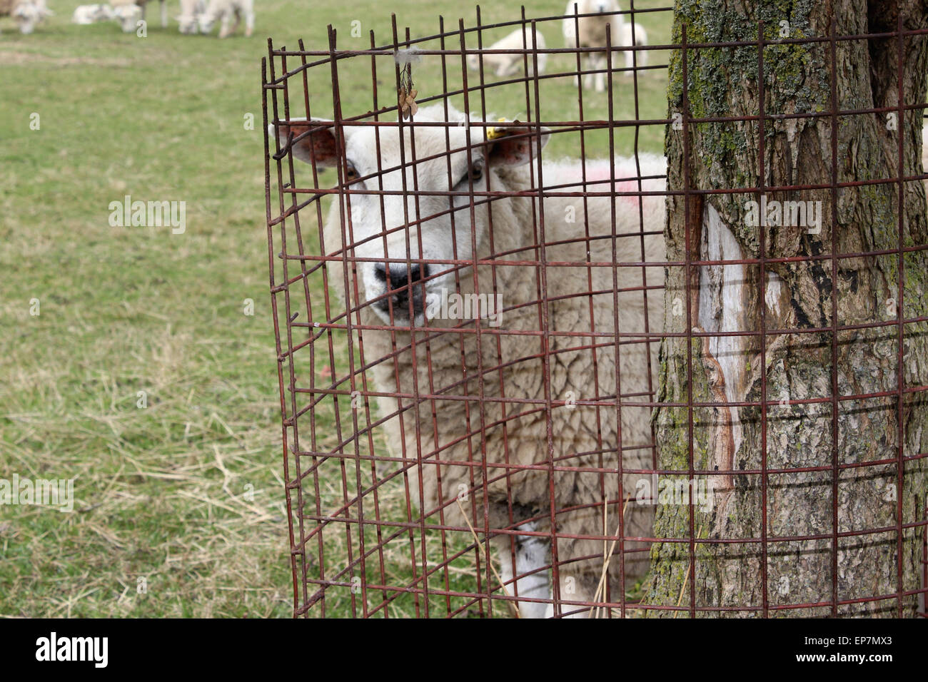 Curious pedigree Welsh Lleyn ewe Stock Photo - Alamy