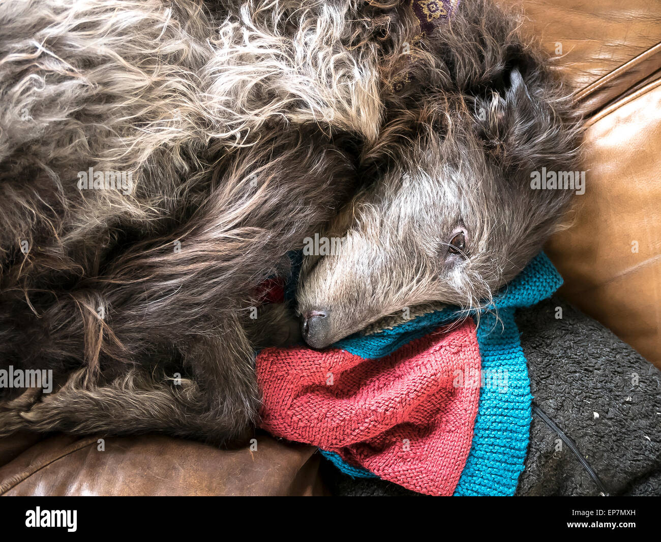 Resting while out hunting hi-res stock photography and images - Alamy