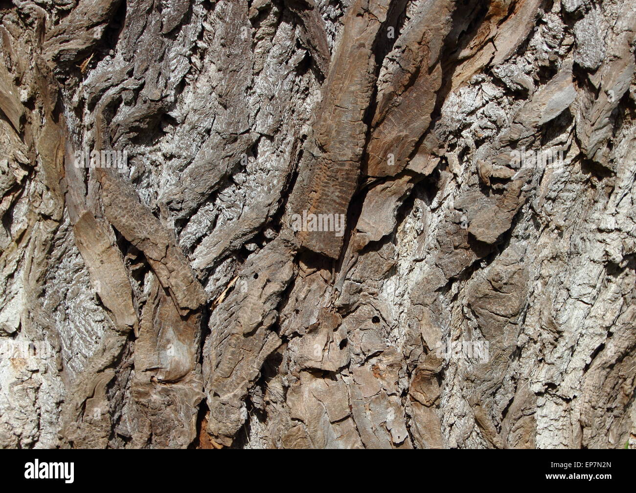 Rough willow bark hi-res stock photography and images - Alamy