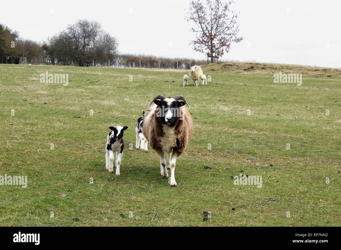 Alert Jacob ewe with her April lambs Stock Photo - Alamy