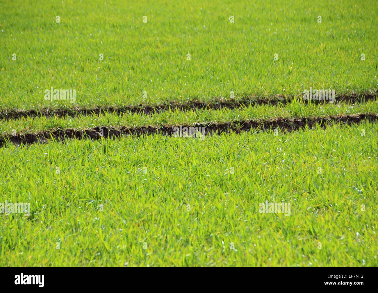 Field crop background hi-res stock photography and images - Alamy