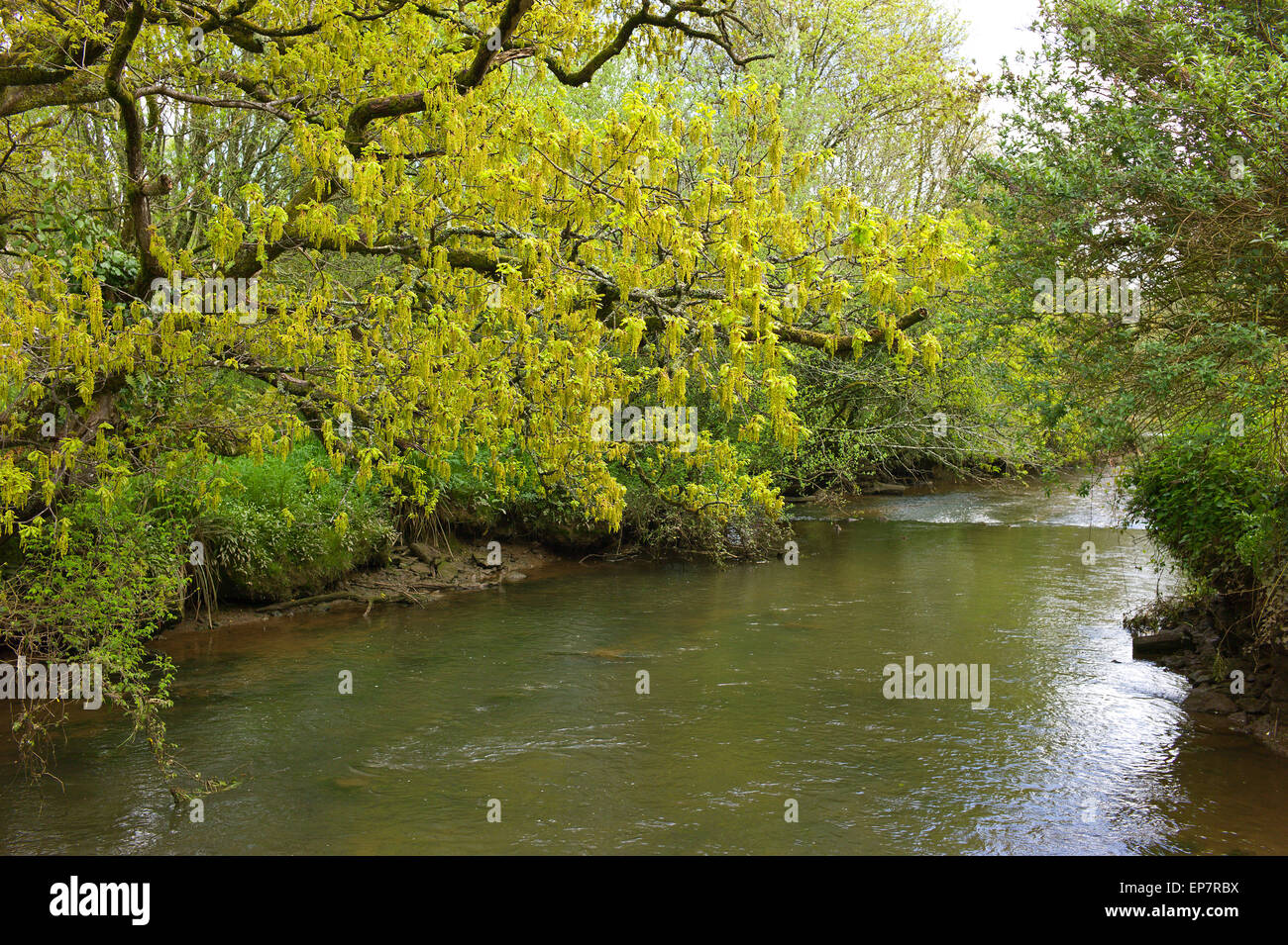 Harbourne hi-res stock photography and images - Alamy
