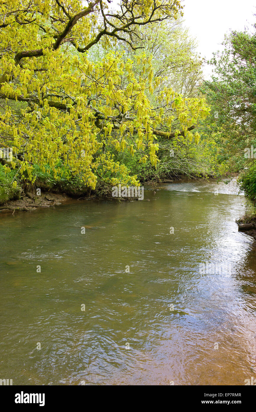 New spring foliage and flowers on an English Oak tree – Quercus robur ...