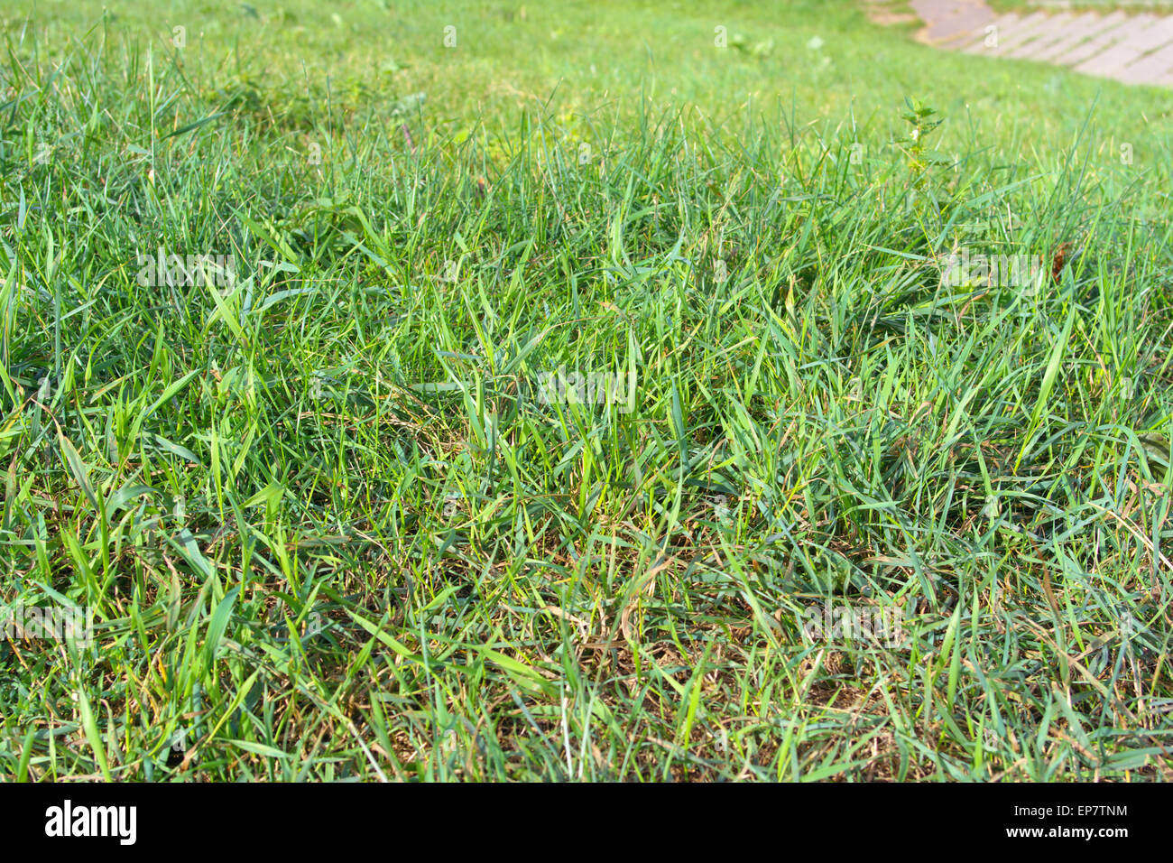 Green grass diamond field hi-res stock photography and images - Alamy