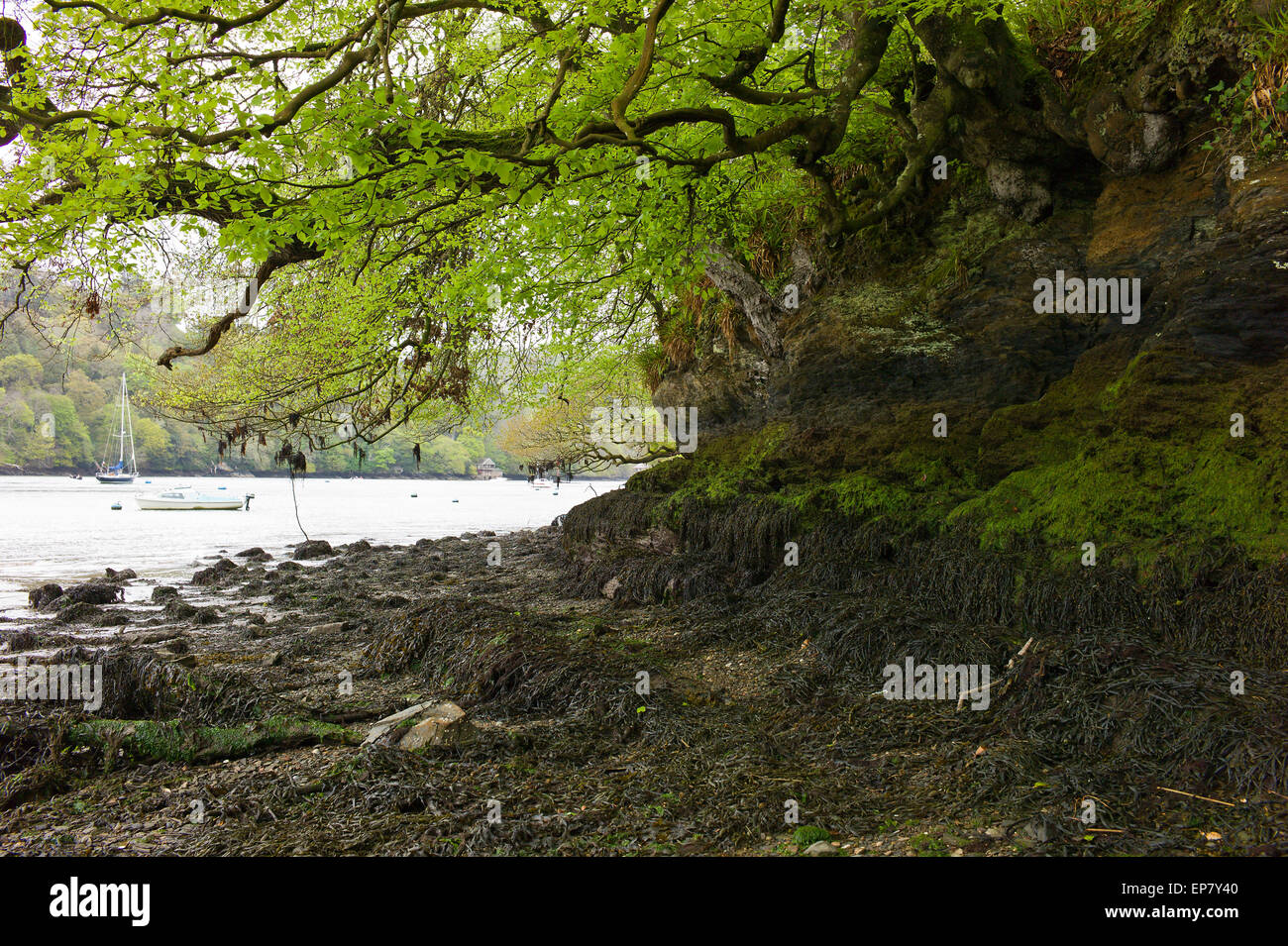 The cliffside waters edge with overhanging trees of the River Dart ...