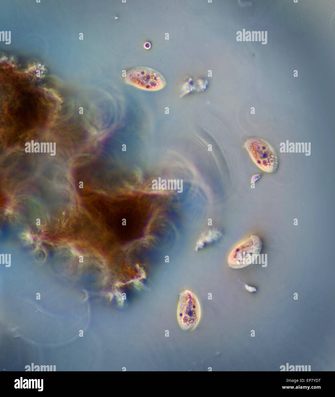 Pondlife, colpidium ciliates feeding, darkfield photomicrograph Stock ...
