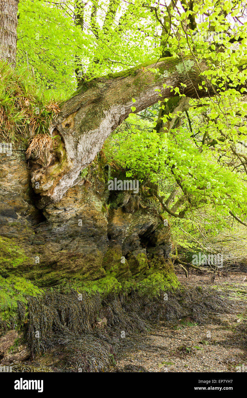 Tree roots growing through rock hi-res stock photography and images - Alamy