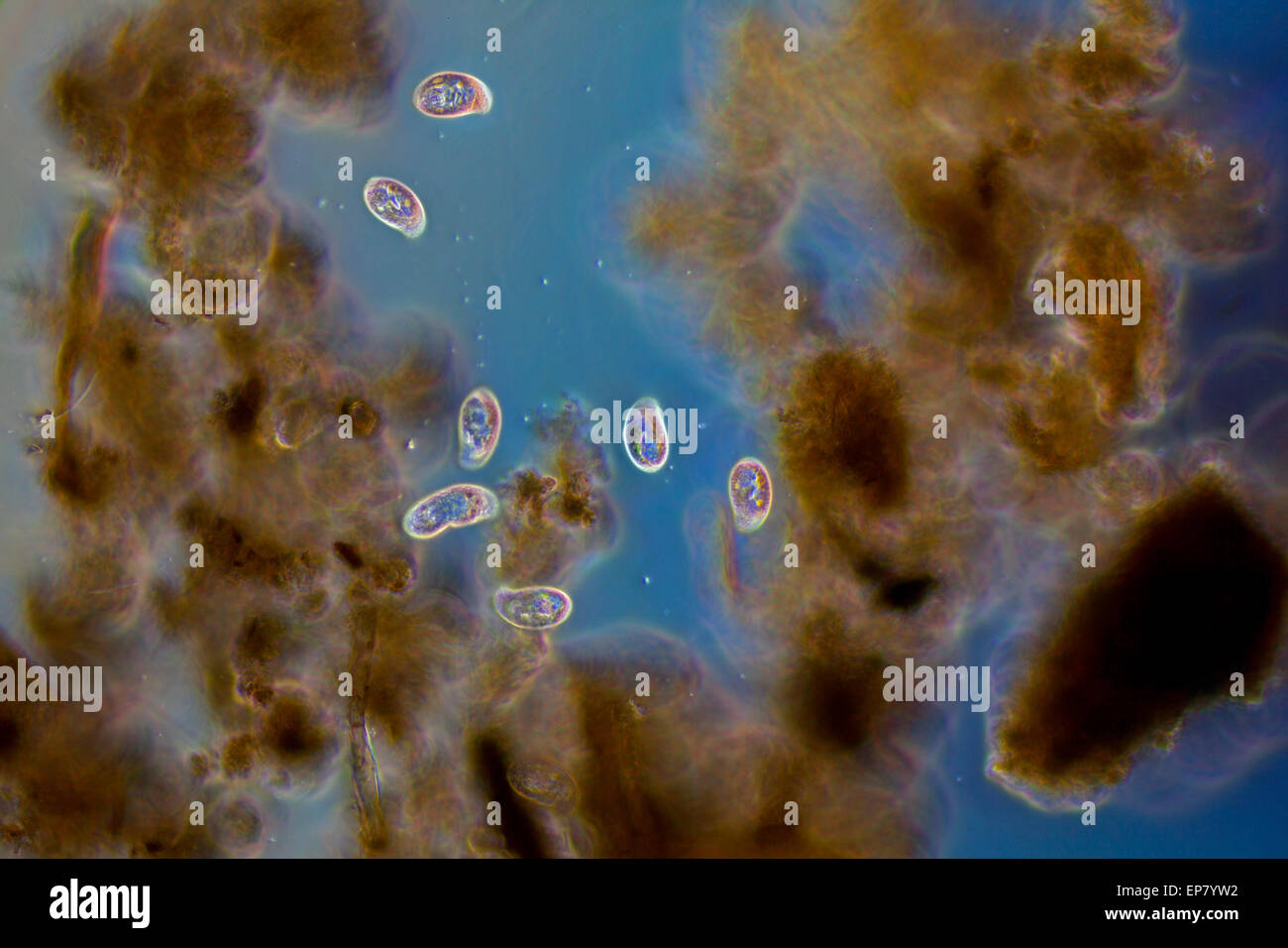 Pondlife hi-res stock photography and images - Alamy