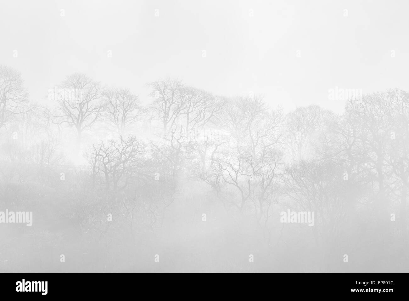 Yorkshire trees fog Black and White Stock Photos & Images - Alamy